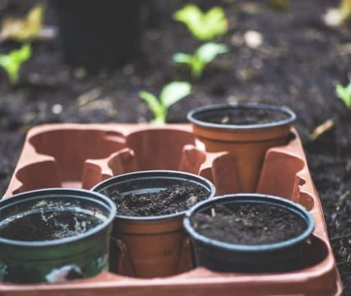 How To Recycle Coffee Grounds (11 Proven Ways!) - The Green Pods