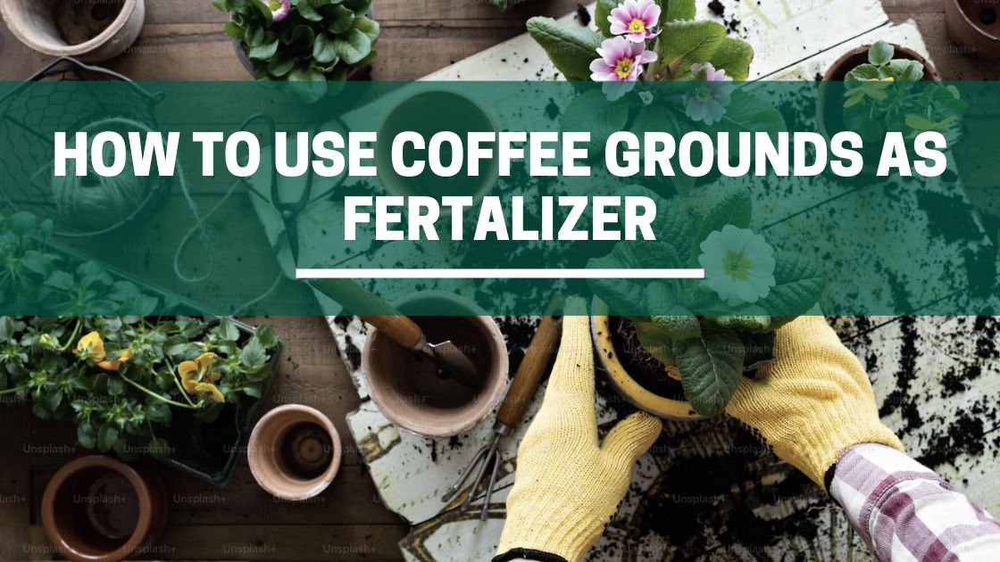 How To Use Coffee Grounds As Fertilizer (8 Ways) - The Green Pods NZ