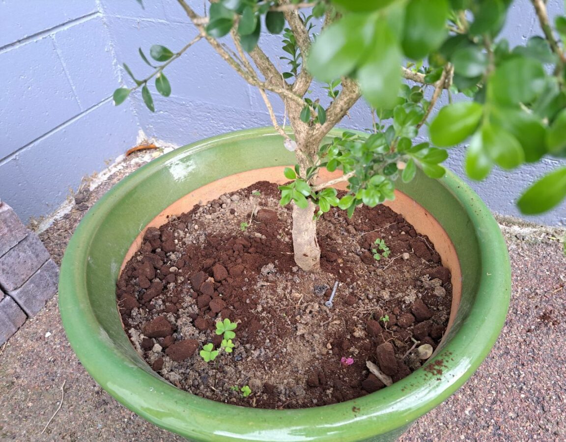 How To Use Coffee Grounds As Fertilizer (8 Ways) - The Green Pods NZ