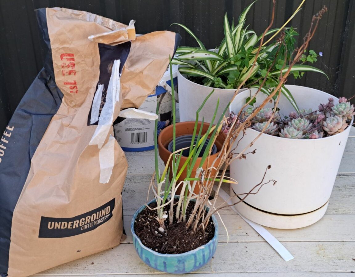 How To Use Coffee Grounds As Fertilizer (8 Ways) - The Green Pods NZ